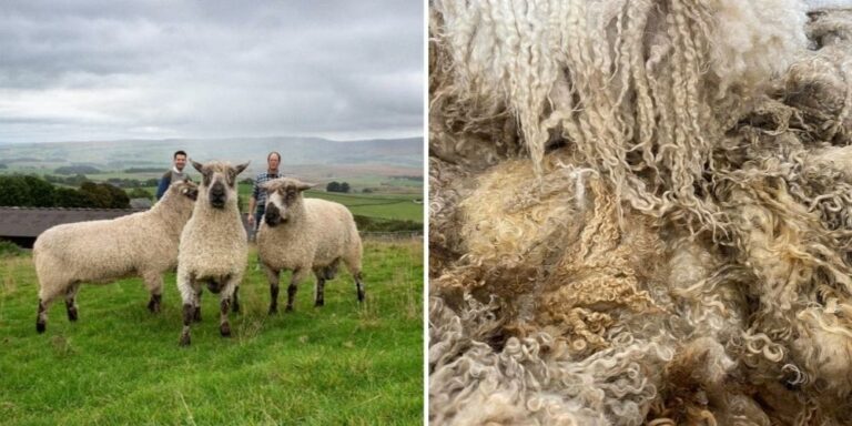 10 Amazing Facts you may not know about British Wool